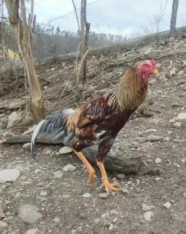 Hühner kaufen - Geflügelmarkt Schweiz
